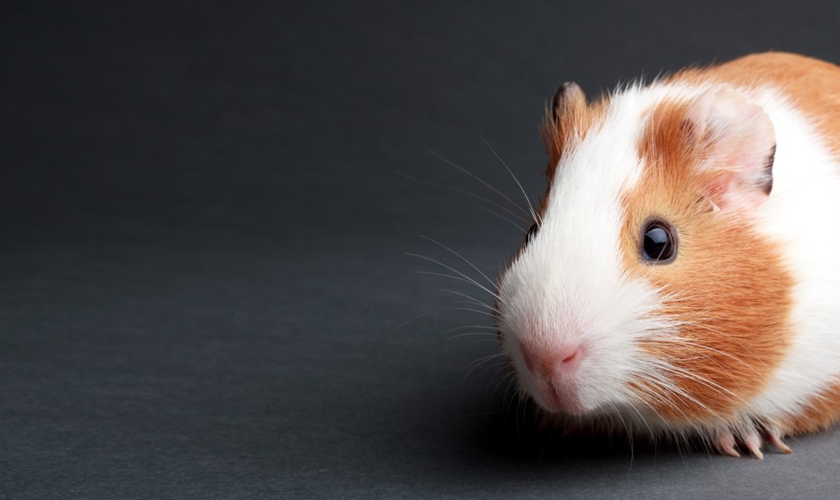 Gryzomania.pl - Produkty dla świnek morskich i królików!